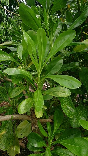 Algae Facts for Kids