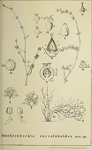 Duma (genus) Facts for Kids