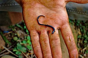 Oedipina uniformis Facts for Kids
