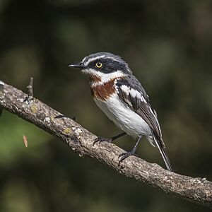 Chinspot batis Facts for Kids