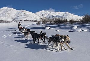 Sled dog Facts for Kids