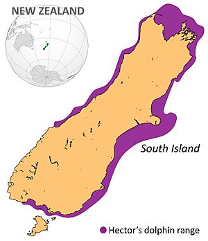 Hector's dolphin Facts for Kids