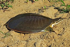 Smooth softshell turtle Facts for Kids