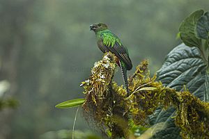 Resplendent quetzal Facts for Kids