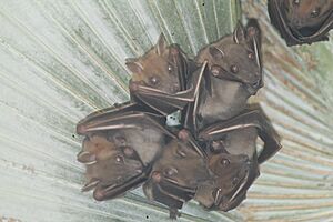 Greater short-nosed fruit bat Facts for Kids