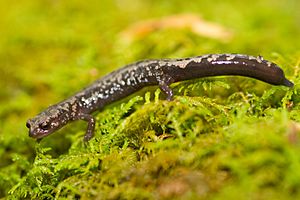 Weller's salamander Facts for Kids