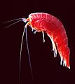 Amphipod Facts for Kids