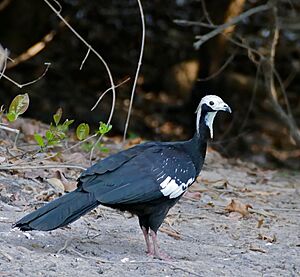 White-throated piping guan Facts for Kids