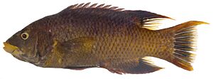 Spanish hogfish Facts for Kids