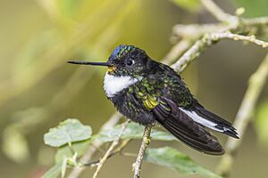 Collared inca Facts for Kids