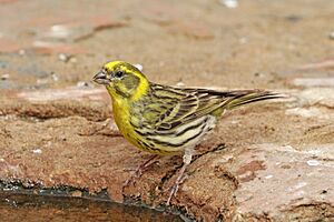 European serin Facts for Kids