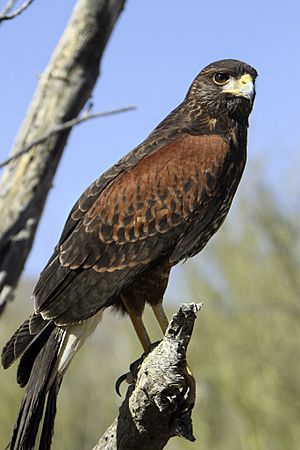 Harris's hawk Facts for Kids