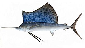 Sailfish Facts for Kids