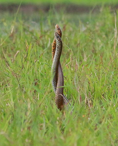 Image: Indian rat snake,Ptyas mucosa, Territorial Fight for Kids