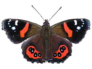 New Zealand red admiral Facts for Kids
