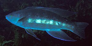 Greenbone Facts for Kids