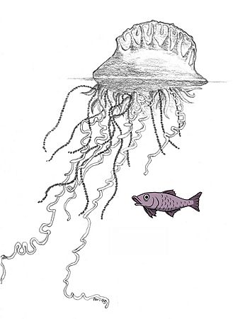 Portuguese man o' war Facts for Kids