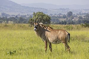 Roan antelope Facts for Kids