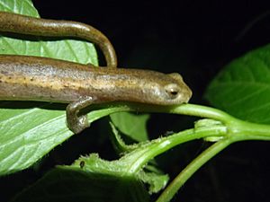 Bolitoglossa mombachoensis Facts for Kids