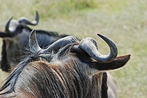 Blue wildebeest Facts for Kids