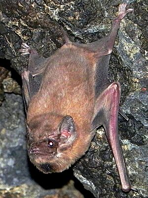 Black-bearded tomb bat Facts for Kids