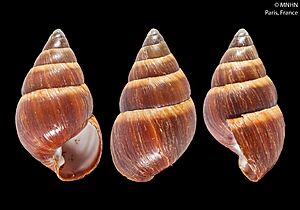 Amastra spirizona Facts for Kids