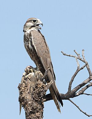 Laggar falcon Facts for Kids
