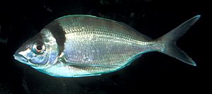 Tarakihi Facts for Kids