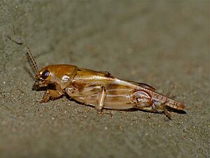 Mole cricket Facts for Kids