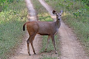 Sambar deer Facts for Kids
