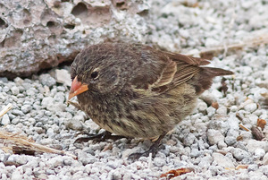 Sharp-beaked ground finch Facts for Kids