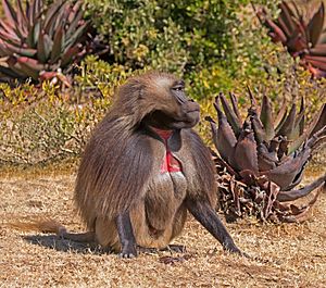 Gelada Facts for Kids