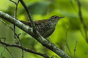 Banded wren Facts for Kids