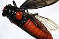 Cicada Facts for Kids