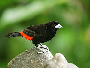 Scarlet-rumped tanager Facts for Kids