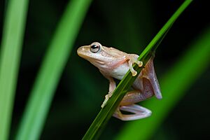 Doria's Asian treefrog Facts for Kids
