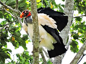 King vulture Facts for Kids