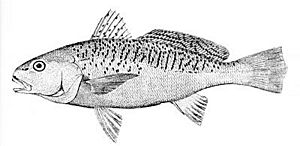 Atlantic croaker Facts for Kids
