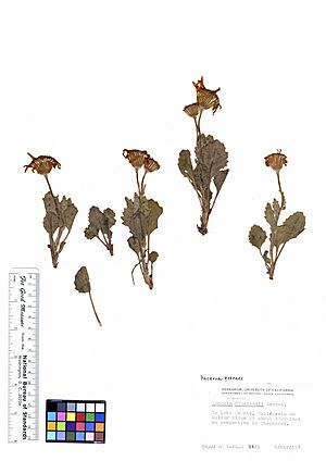 Flame ragwort Facts for Kids