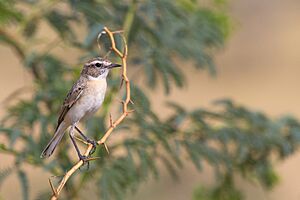 White-browed bush chat Facts for Kids