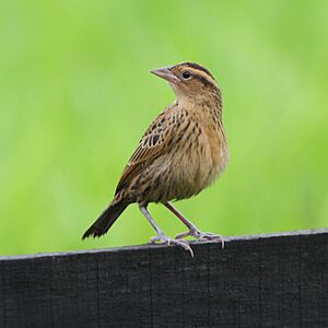Red-breasted meadowlark Facts for Kids