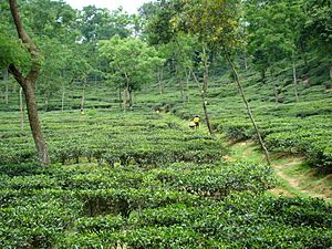 Tea production in Bangladesh Facts for Kids