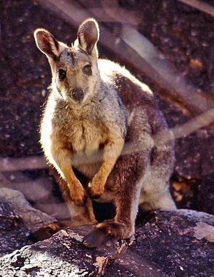 Uluru Facts for Kids