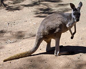 Red kangaroo Facts for Kids
