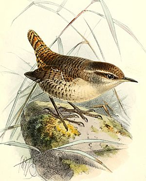 St Kilda wren Facts for Kids