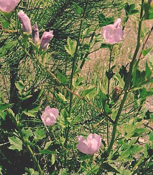 Baker's globe mallow Facts for Kids