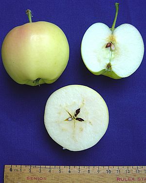 PRI disease resistant apple breeding program Facts for Kids