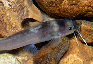 Slender madtom Facts for Kids