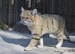 Sand cat Facts for Kids