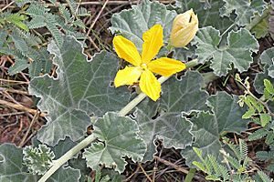 Melon loco Facts for Kids